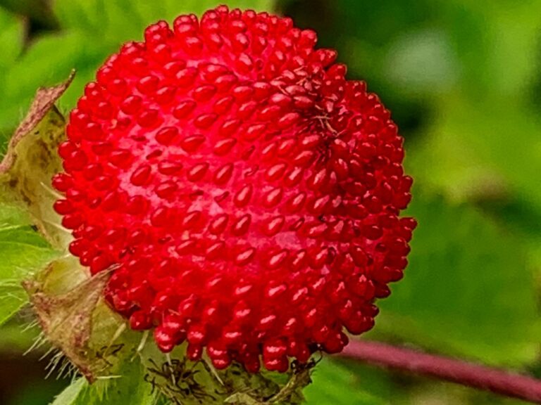 La falsa fragola o fragola matta: cos'è e perché non dovreste ...