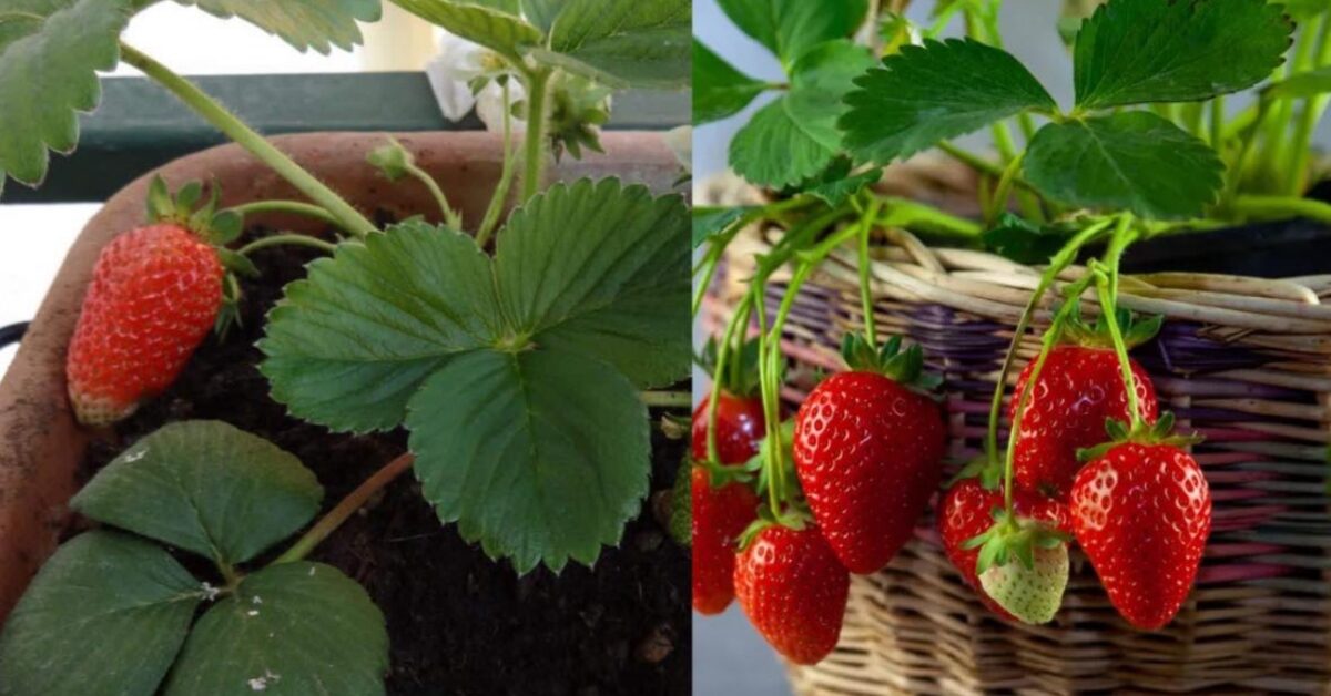 Coltivare le fragole in un vaso non è mai stato così semplice. Ecco ...