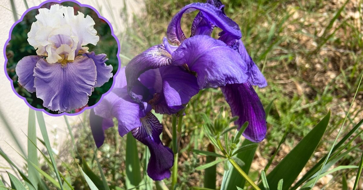 Come piantare e far crescere l'iris barbuto