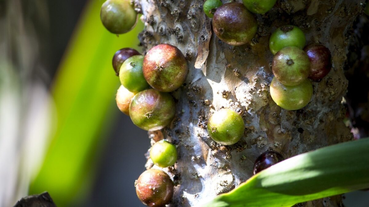 Come coltivare Jabuticaba e gioire dei benefici di questo gustoso frutto