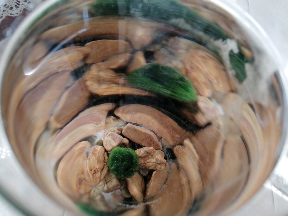 La leggenda del Marimo: scopriamo insieme il commovente significato di ...