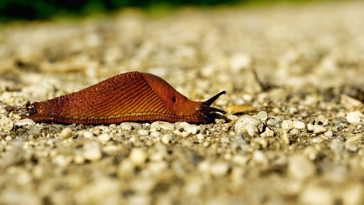 Come sbarazzarsi di limacce e lumache in giardino: i trucchi degli esperti