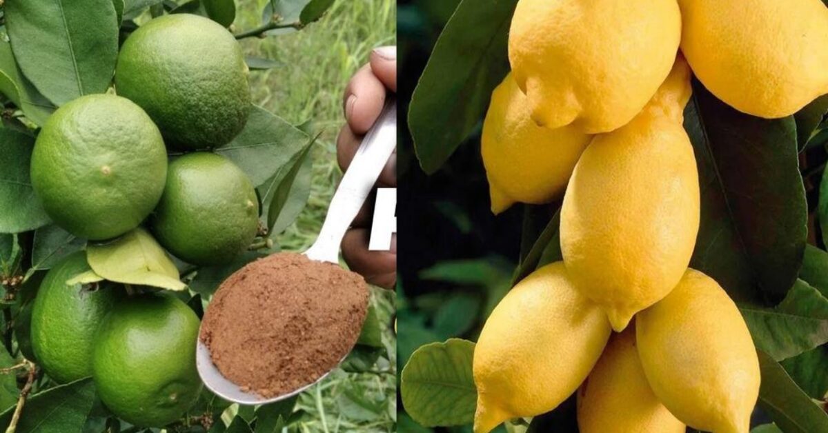 Come concimare un limone per farlo fiorire e regalare frutti in abbondanza