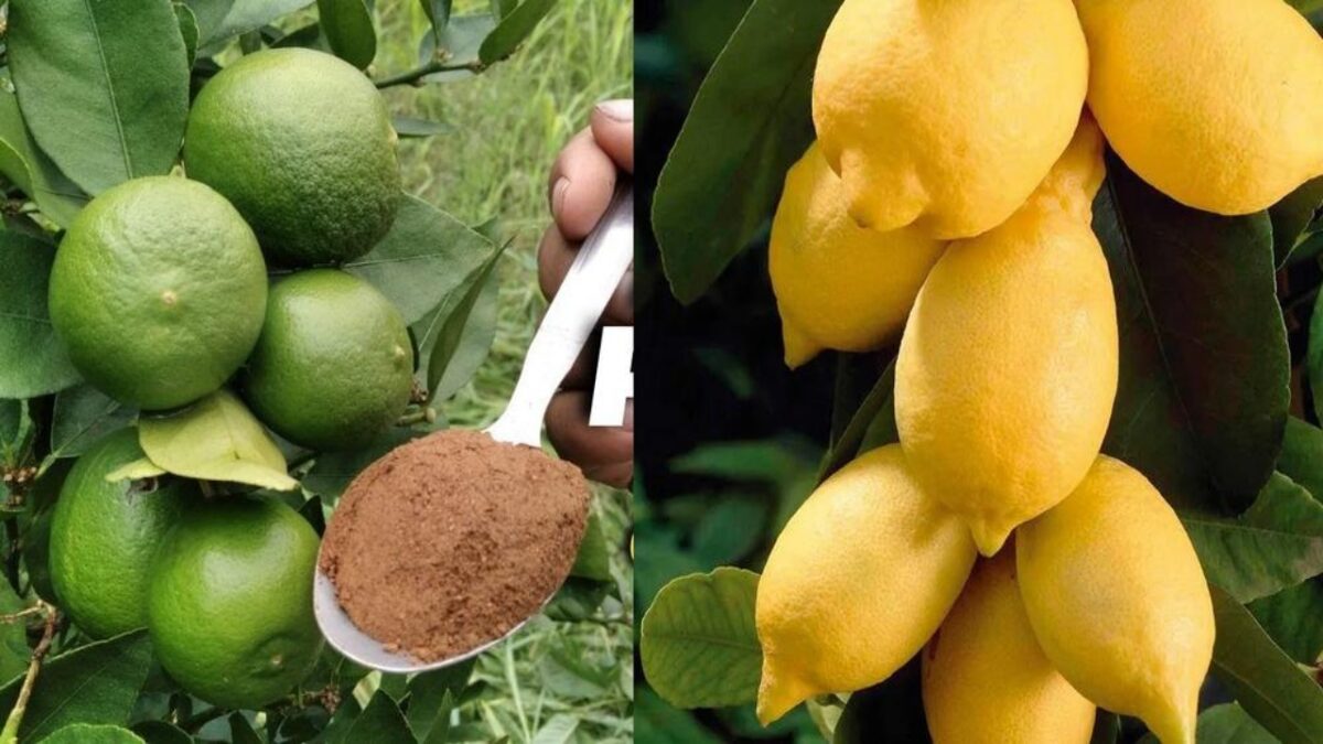 Come concimare un limone per farlo fiorire e regalare frutti in abbondanza