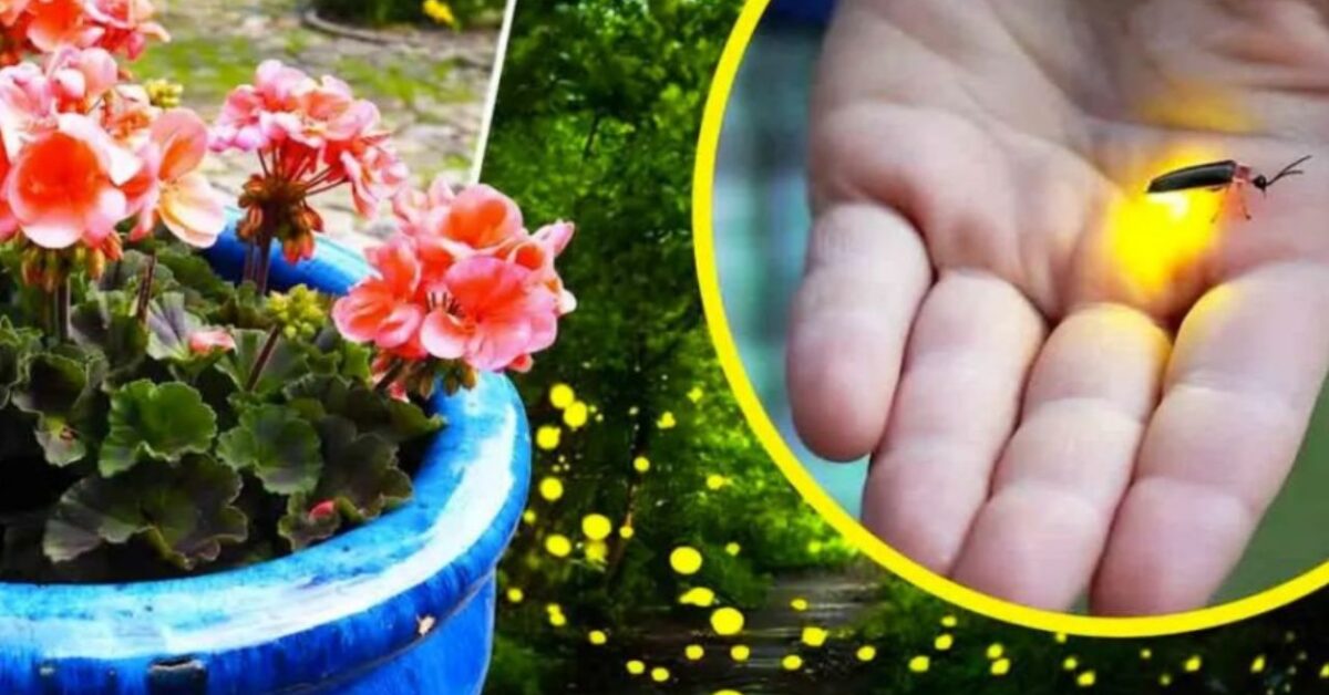 Come avere tante lucciole nel giardino: il trucco dei giardinieri per ...