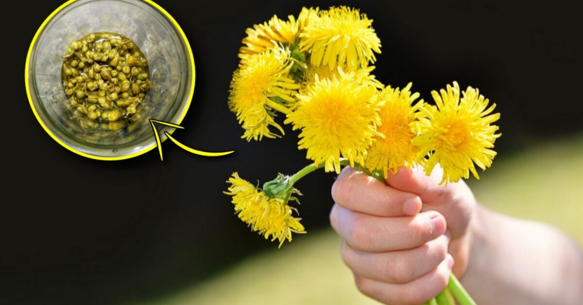 Come conservare al meglio i fiori del tarassaco o "capperi del nord"