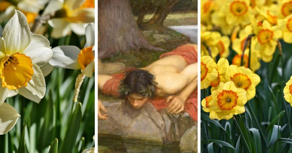 Il narciso, incastrato tra mito e realtà: ecco la leggenda di questo ...