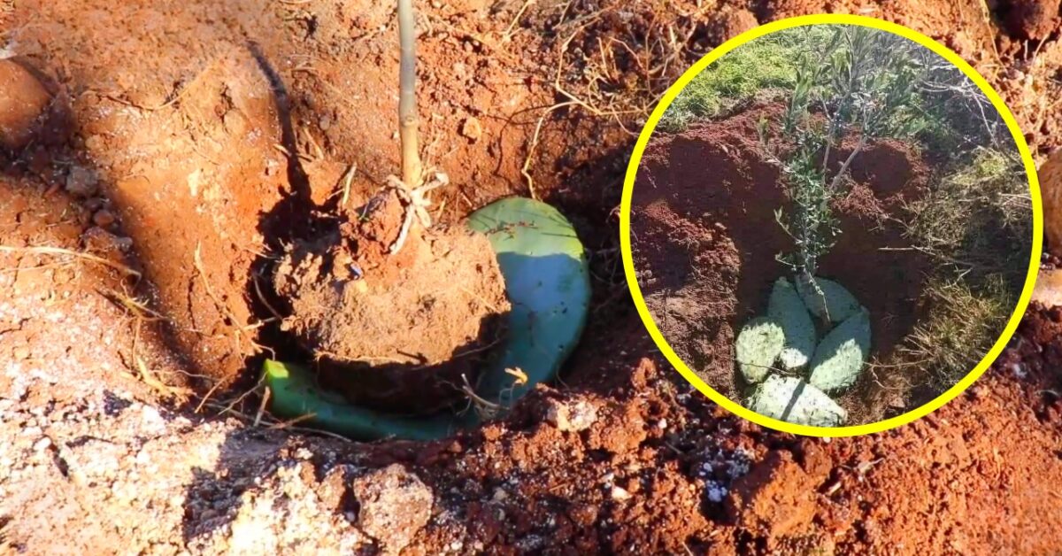 Come piantare alberi con le pale di fico d'India: una tecnica ...