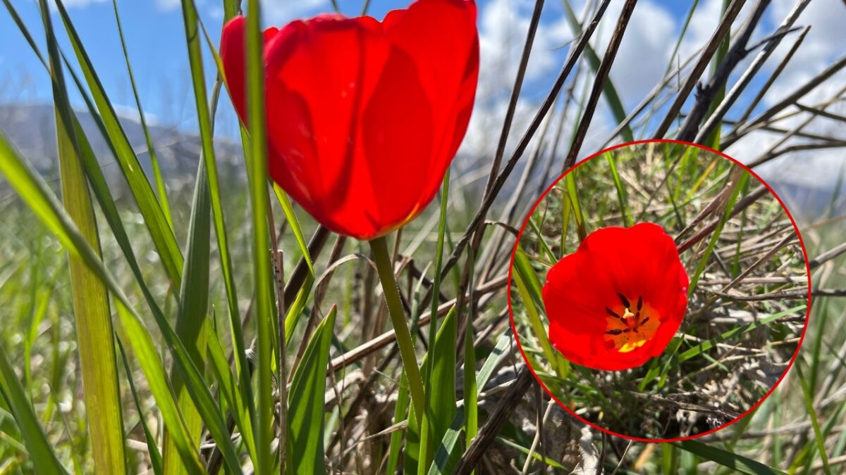 La tragica leggenda del fiore di papavero: vi sveliamo anche il suo ...