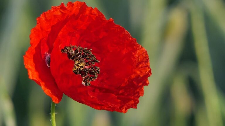 Il papavero, simbolo della Resistenza e della Festa della Liberazione ...