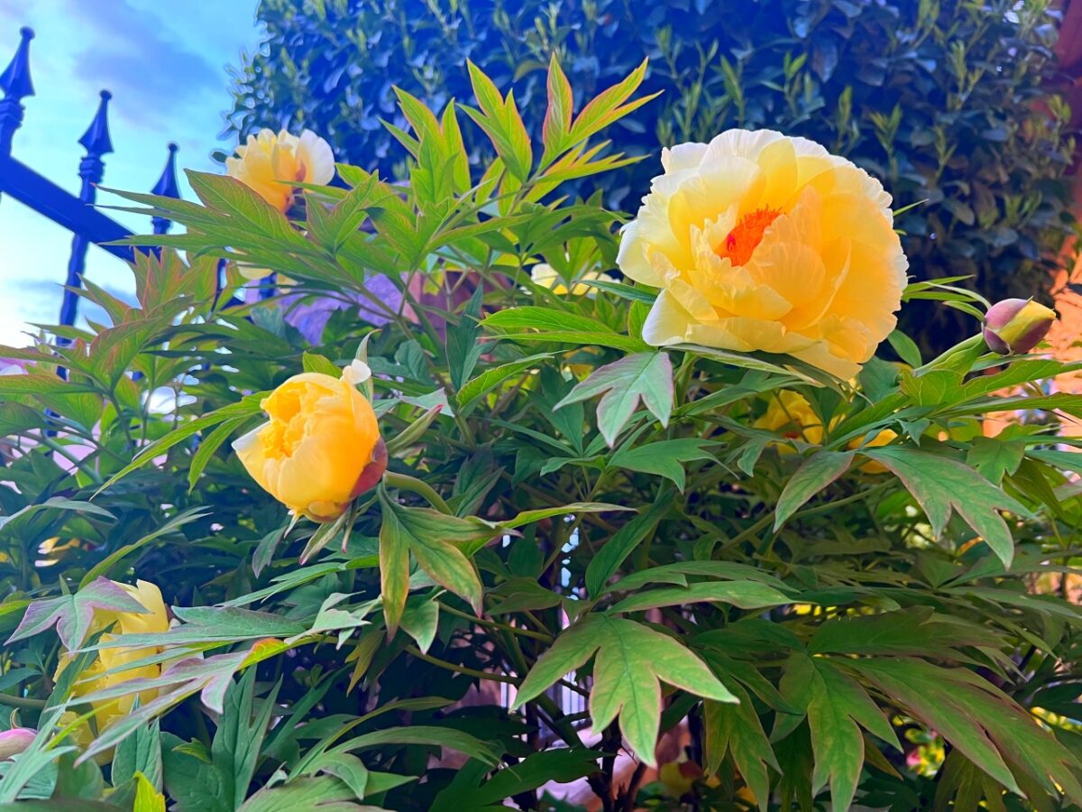 Peonia: tutto quello che avreste sempre voluto sapere su questo fiore e ...