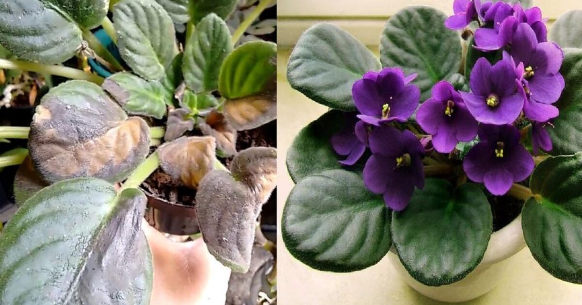 8 trucchi per far riprendere una pianta che sta marcendo