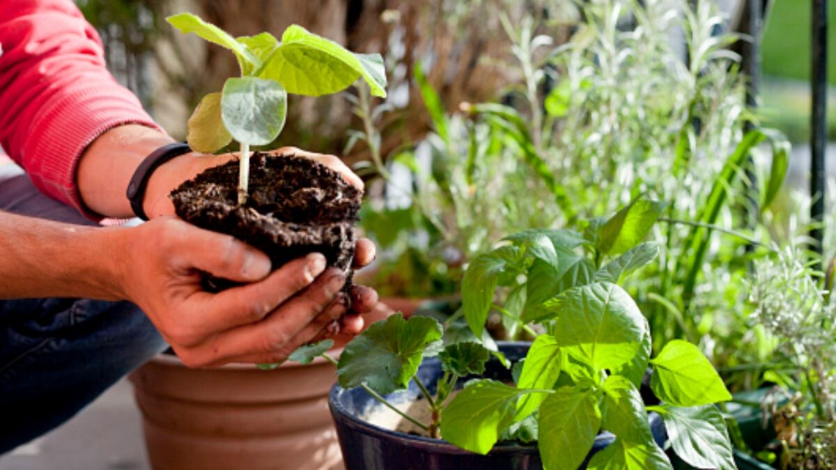 8 trucchi per far riprendere una pianta che sta marcendo