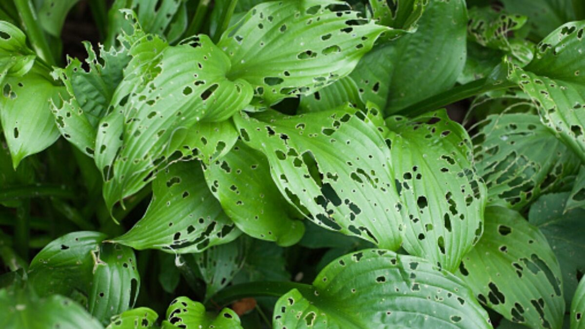 8 trucchi per far riprendere una pianta che sta marcendo