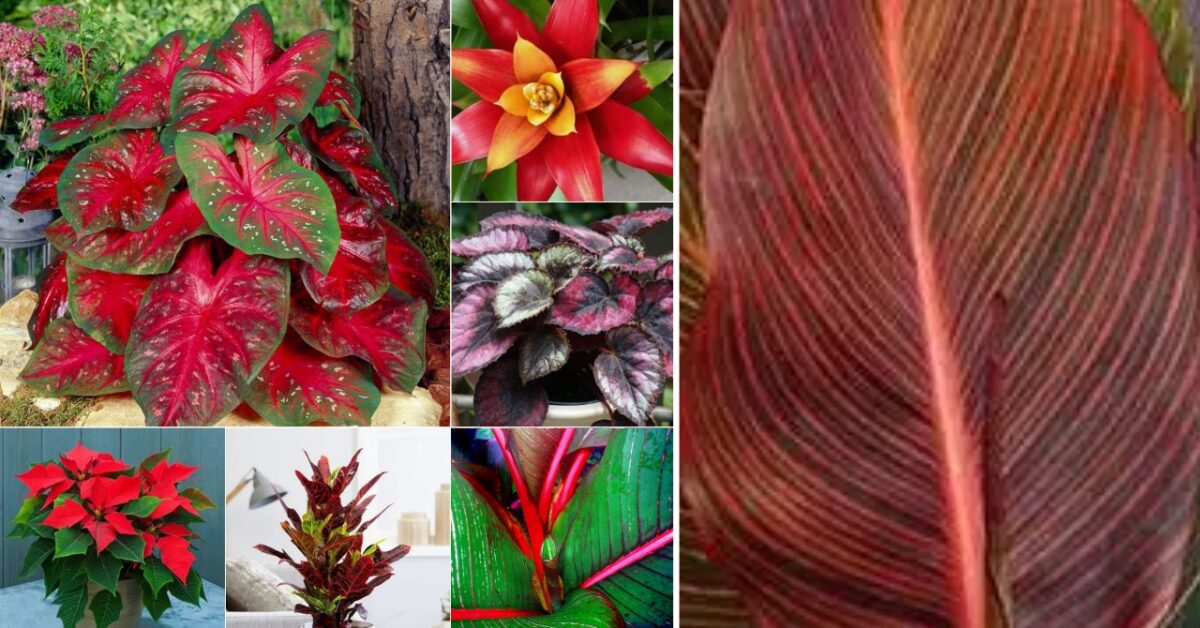 10 bellissime piante d'appartamento con foglie rosse