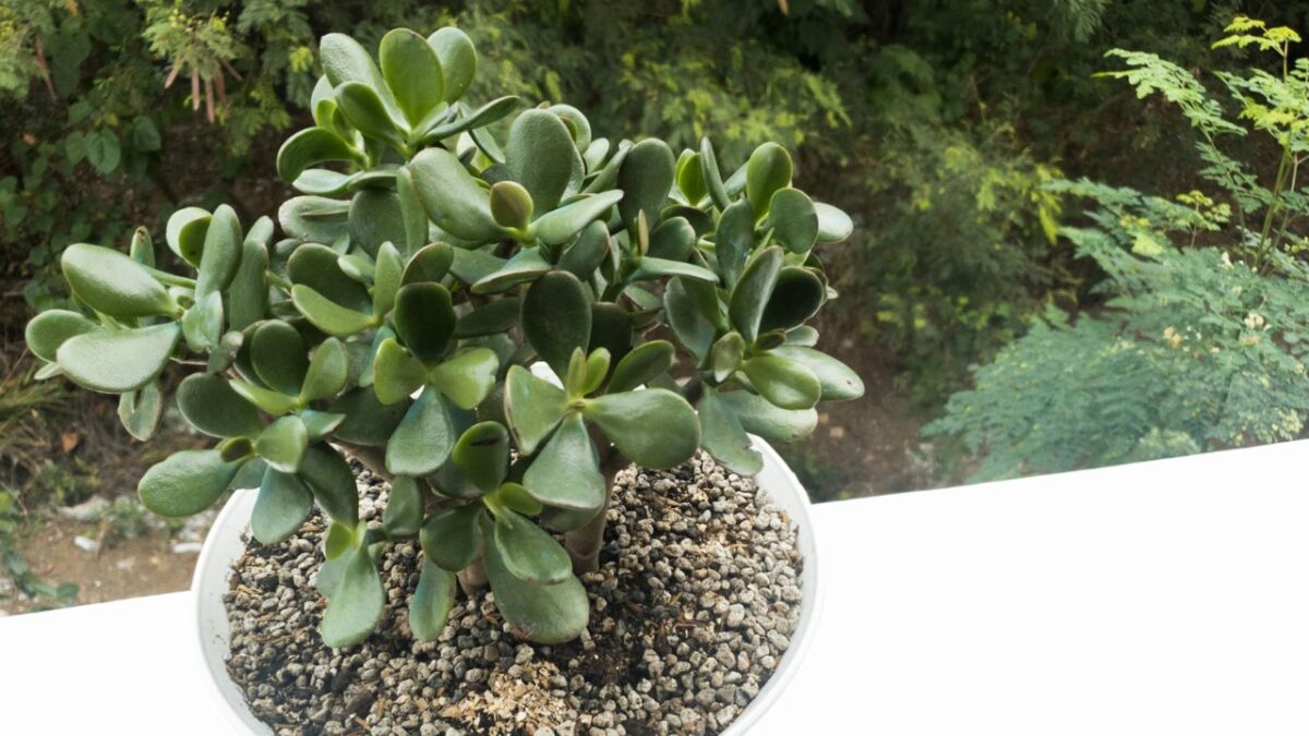 18 tipi di piante che si dice che portino ricchezza in casa