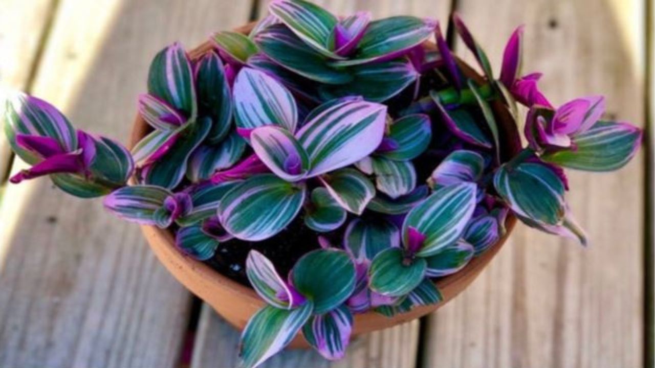 Come coltivare e prendersi cura di una pianta di Tradescantia Nanouk