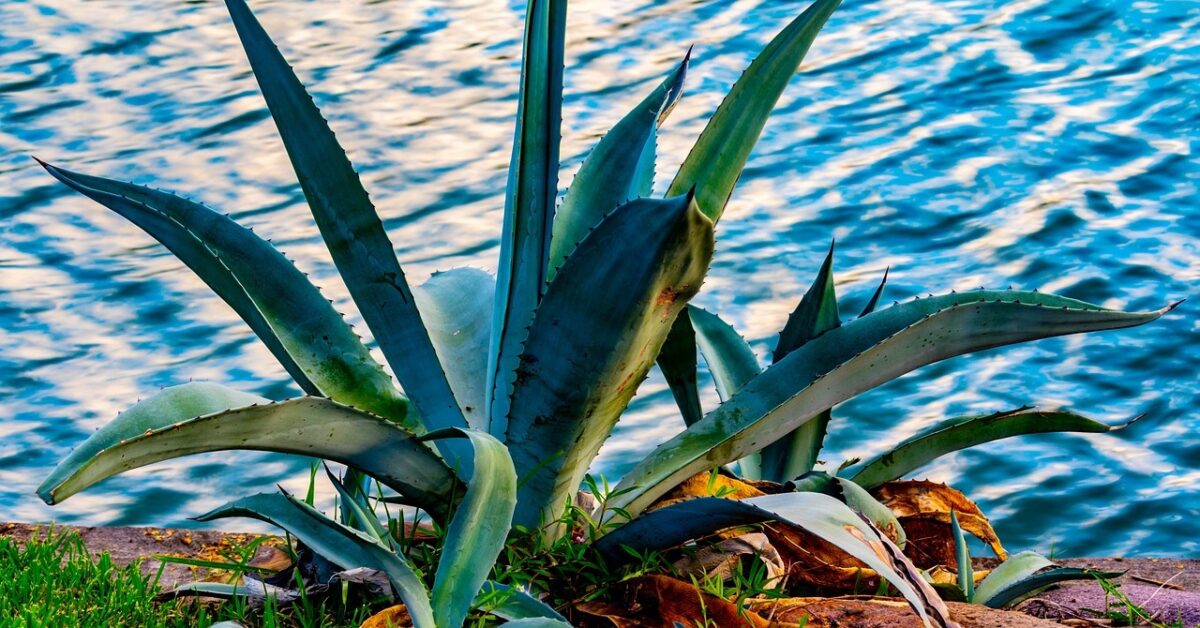 Tutto quello che devi sapere prima di coltivare l'agave: trucchi e ...