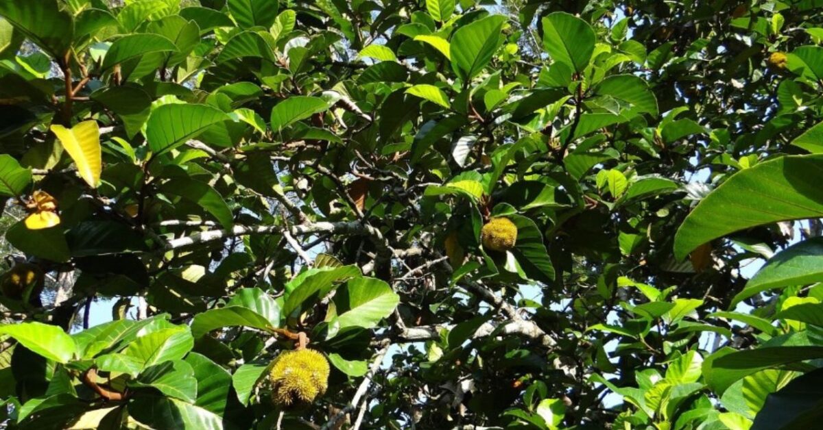 Albero del pane, tutto ciò che devi sapere su questa pianta tropicale