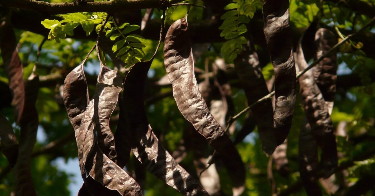 Tutto quello che devi sapere prima di coltivare un albero di carrube