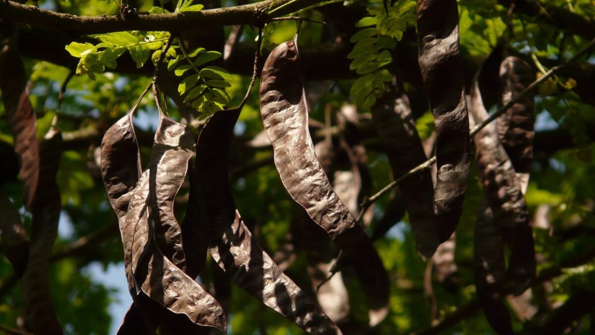 Tutto quello che devi sapere prima di coltivare un albero di carrube