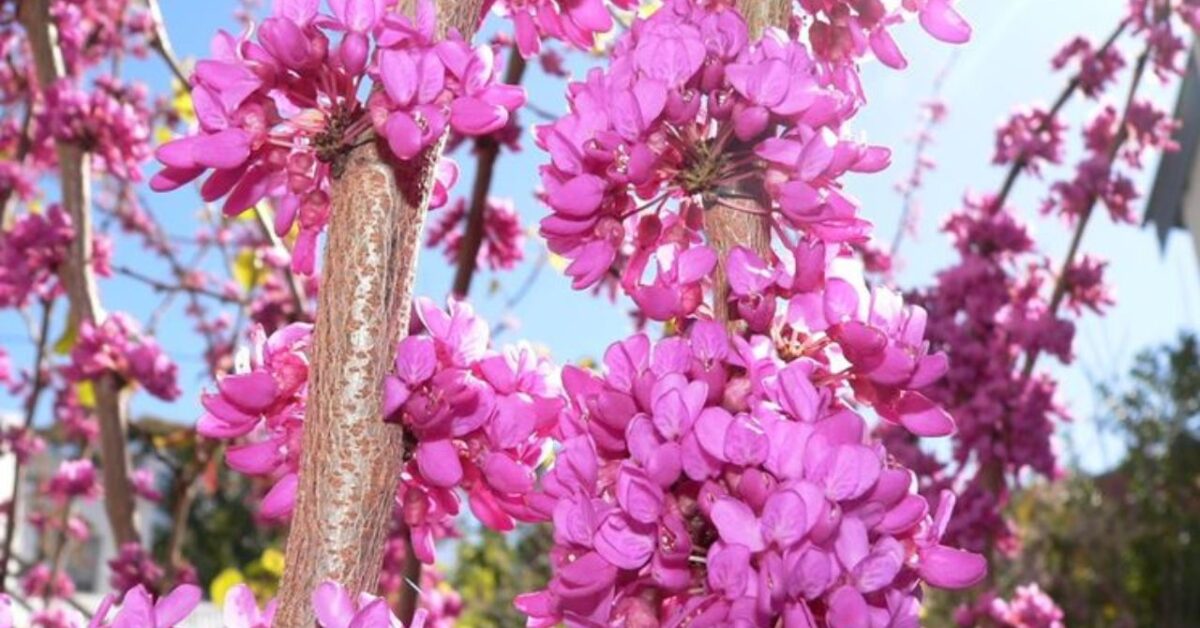 Albero di Giuda, caratteristiche e storia di questa pianta leggendaria ...