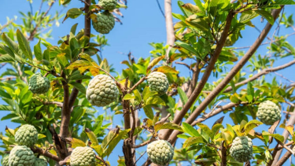 Annona: tutto quello che avresti sempre voluto sapere su questo frutto e non ti hanno mai detto