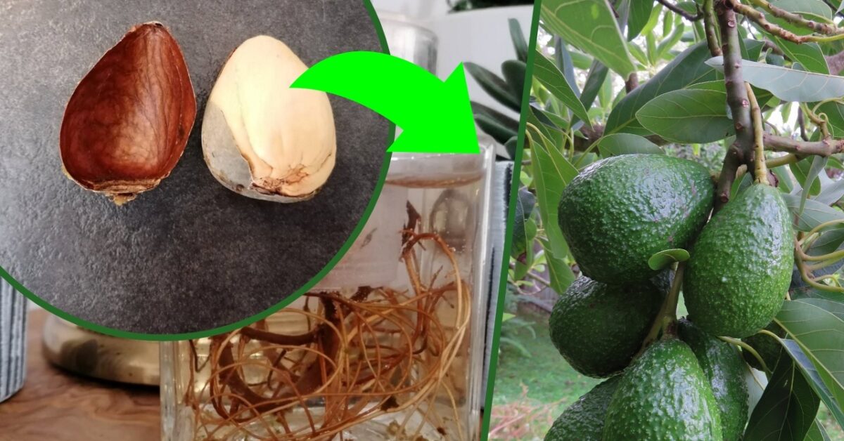 Albero di avocado: come prendersene cura dal seme all'albero