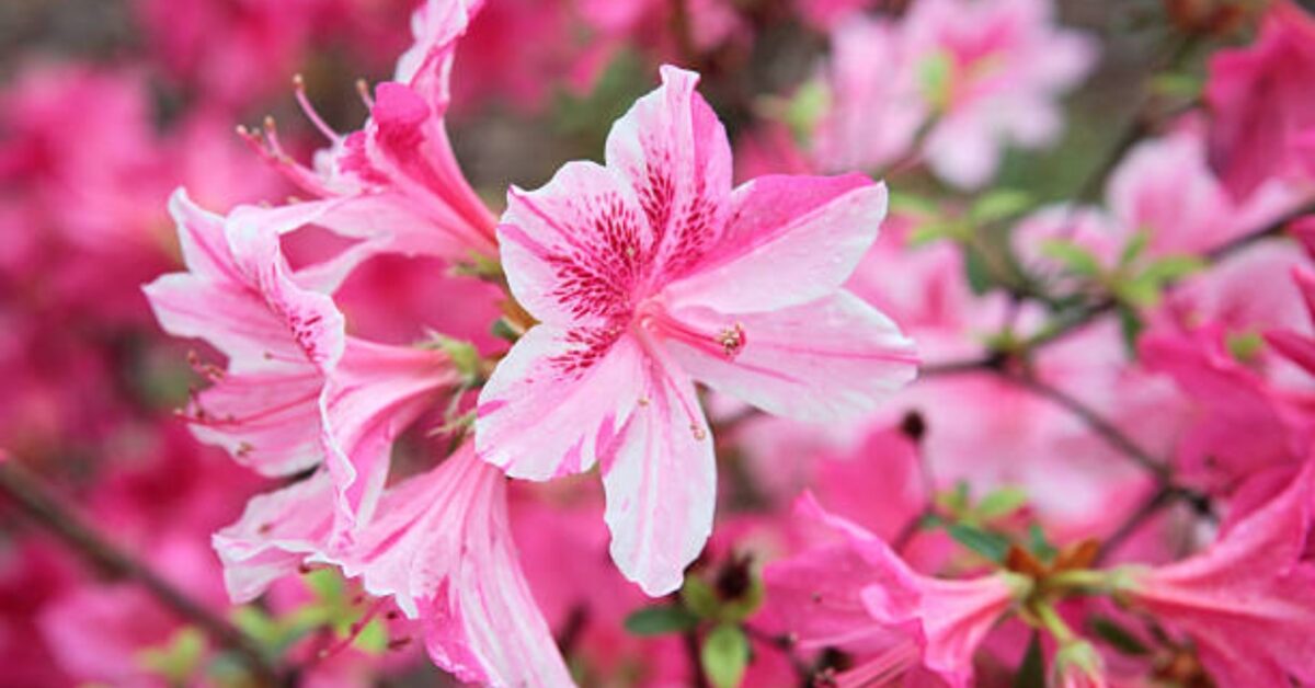 Azalea, origine e leggende legate a questa pianta: ecco le più intriganti