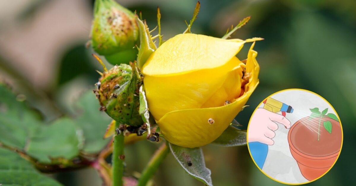 Come intervenire se le rose sono piene di afidi: ecco il trucco che ...