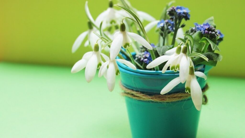 Bucaneve: significato e simbologia di questo fiore meraviglioso