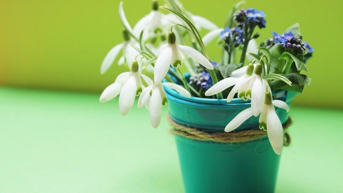 Bucaneve: significato e simbologia di questo fiore meraviglioso