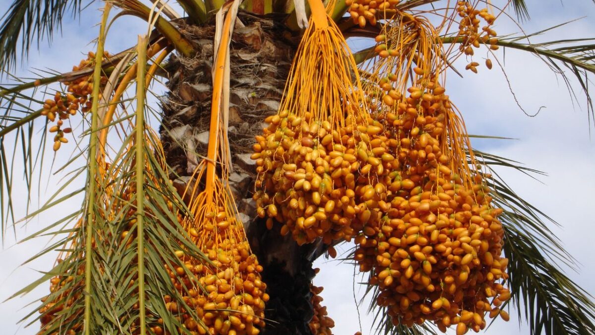 Dattero: come coltivare con successo questo bellissimo frutto