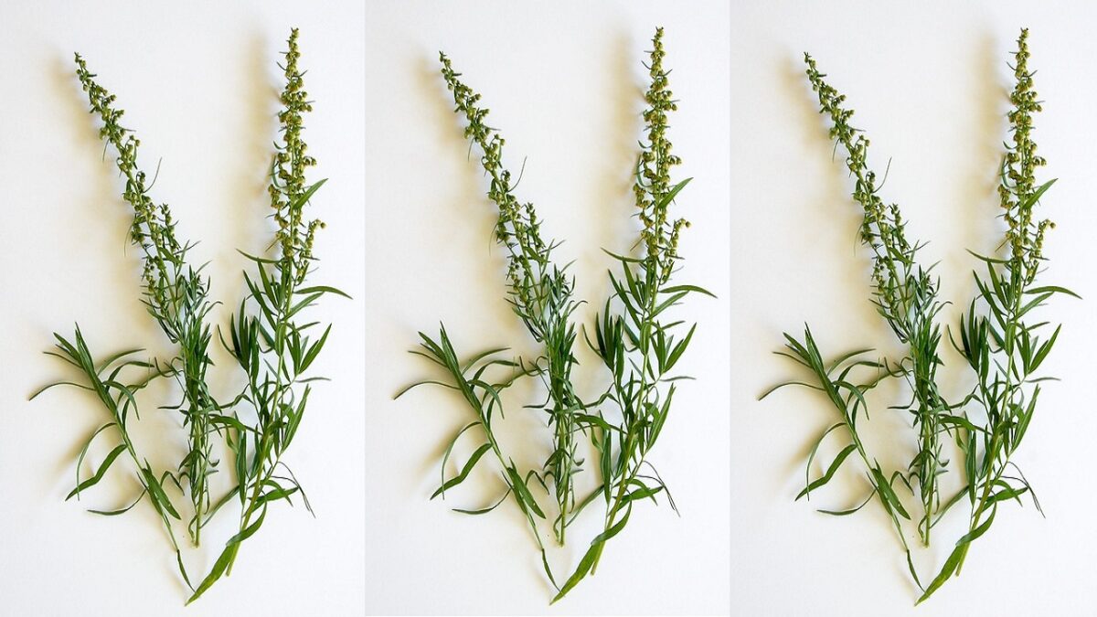 Dragoncello: tutto quello che non sai sull'Artemisia dracunculus