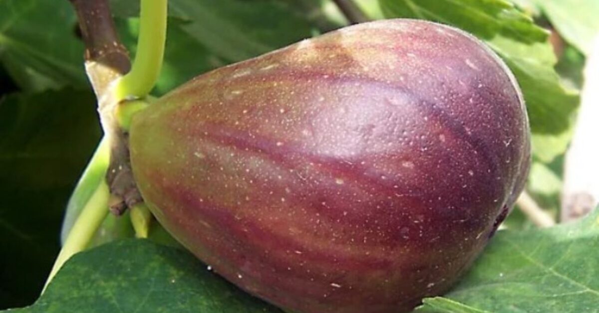 Il fico, dopo aver scoperto le sue caratteristiche non potrai fare a ...