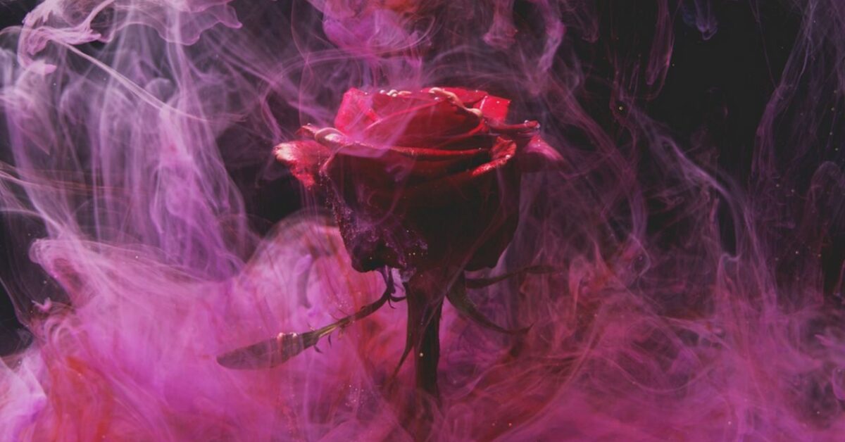 Come è nata la prima rosa rossa: il mito di Adone e Afrodite