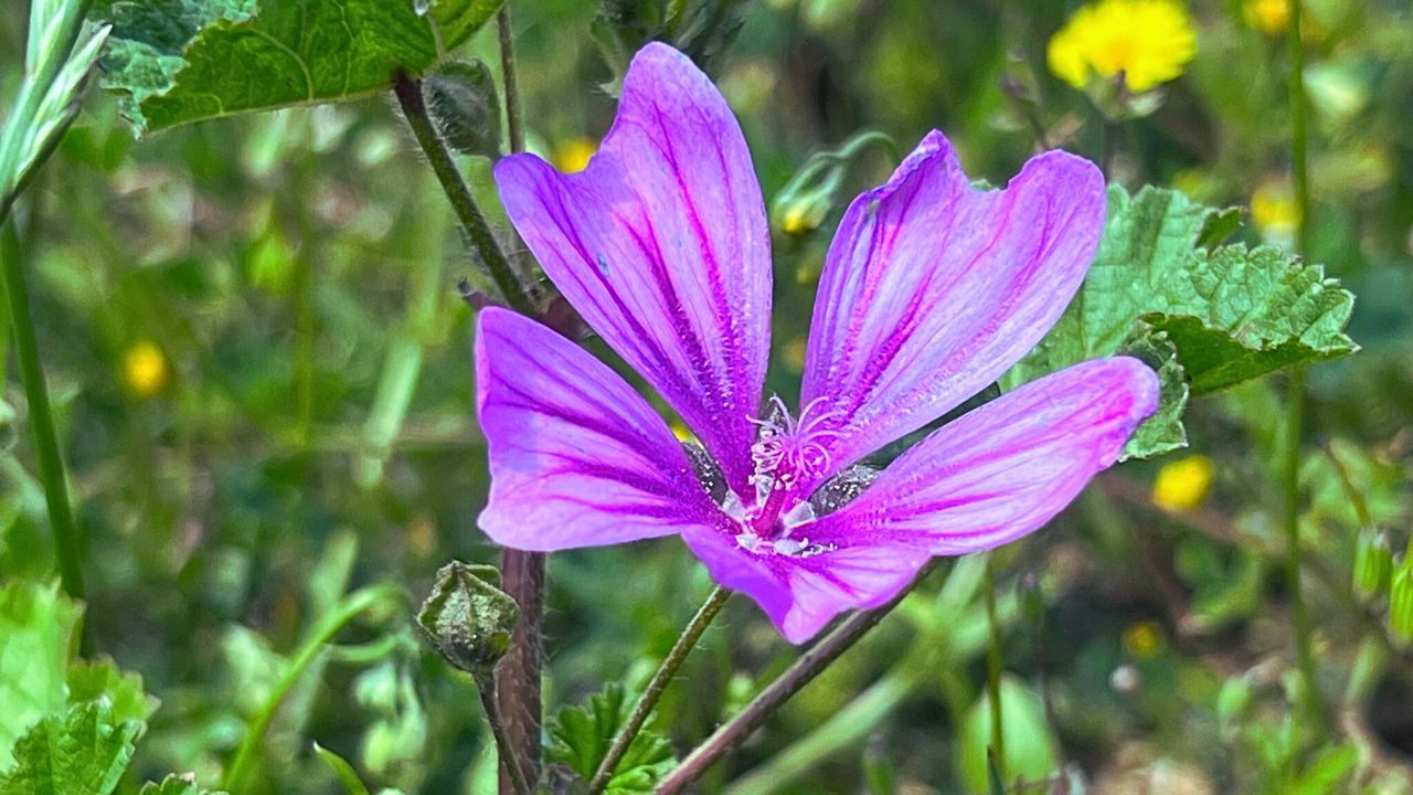 Malva selvatica, un tesoro per la nostra salute: ecco quali sono i suoi ...