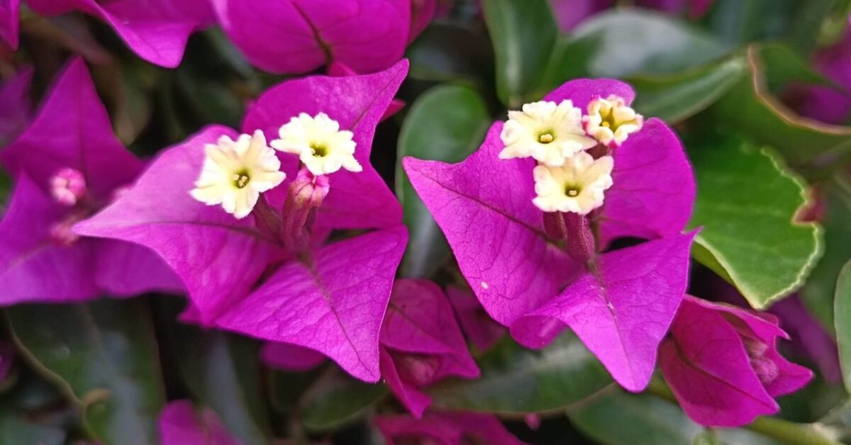 Meravigliosa bouganville: tra storia, significati nascosti e curiosità