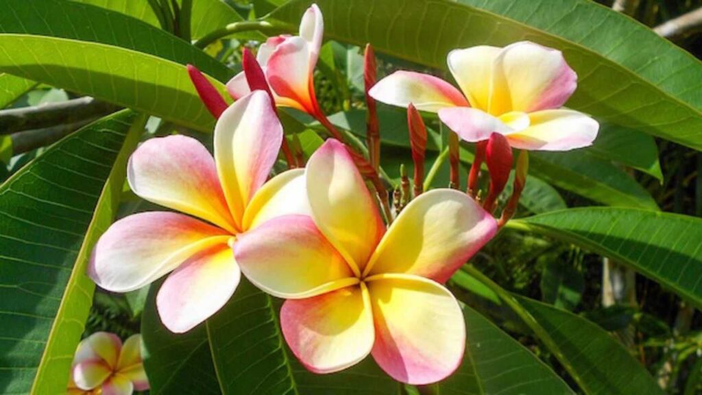 Frangipane, storia e significato del fiore dell'amore e perché lo ...