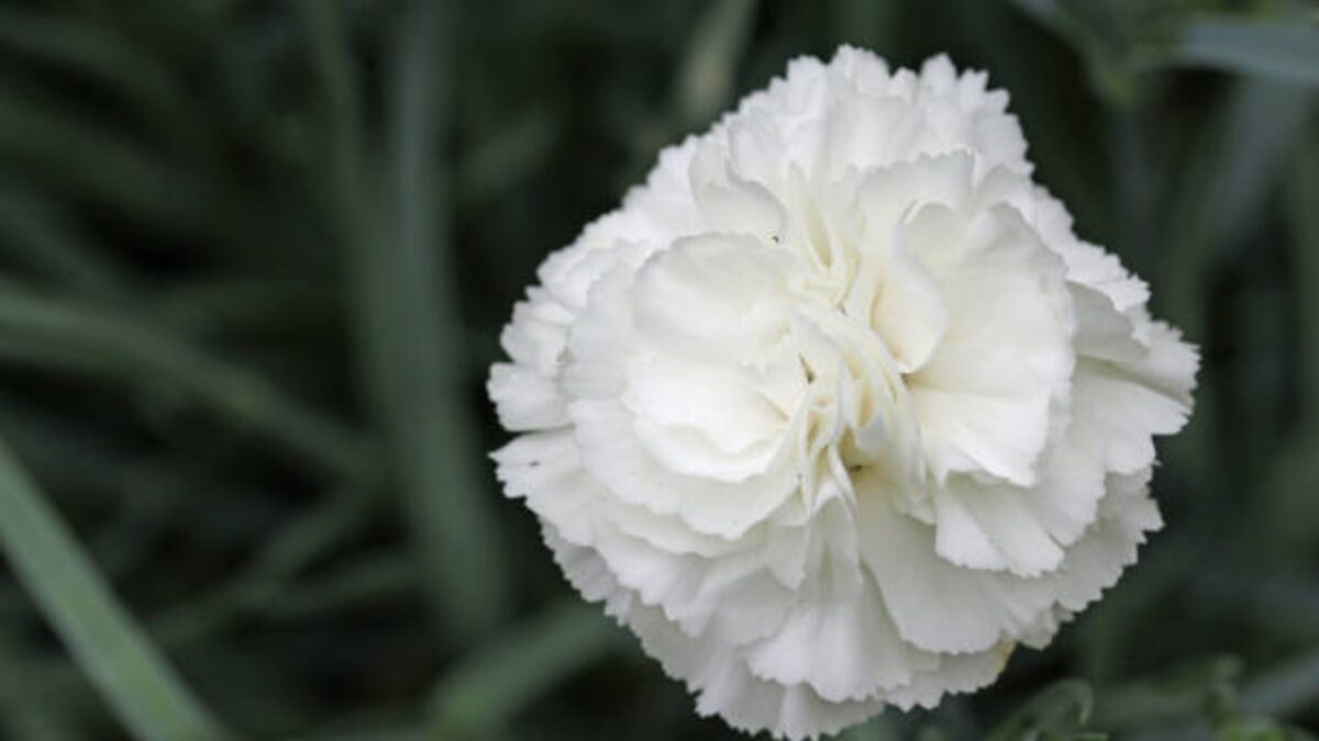 Garofano, tutto quello che c'è da sapere su questa bellissimo fiore ...