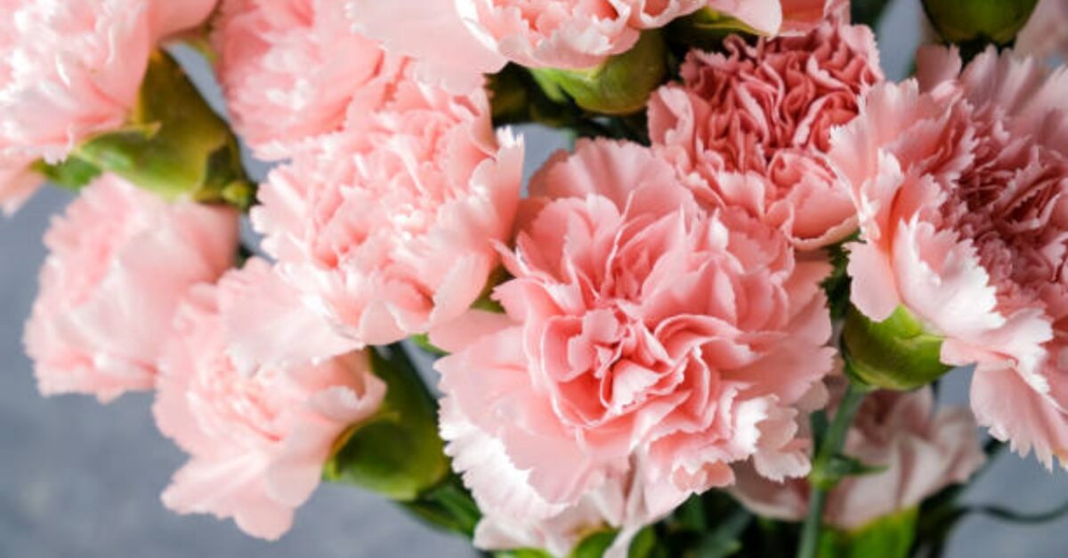 Garofano, tutto quello che c'è da sapere su questa bellissimo fiore ...