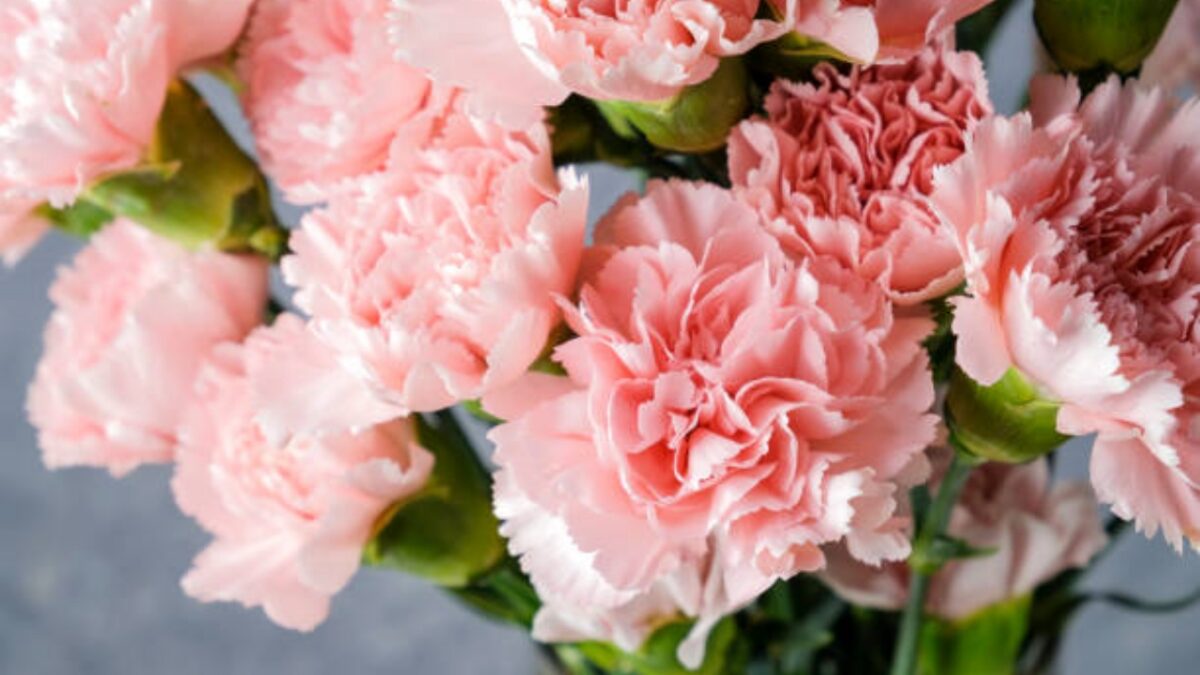 Garofani, il significato dei colori nel linguaggio dei fiori