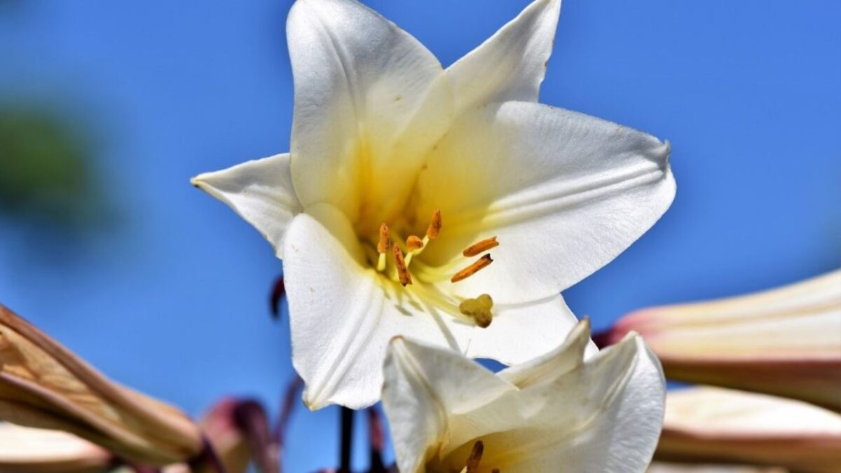 Giglio, il significato e il simbolismo nascosti dietro ai suoi mille colori