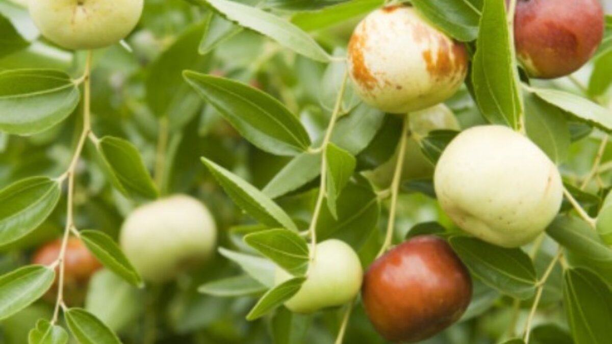 Giuggiole, un frutto del passato tutto da riscoprire: ecco cosa dice la ...