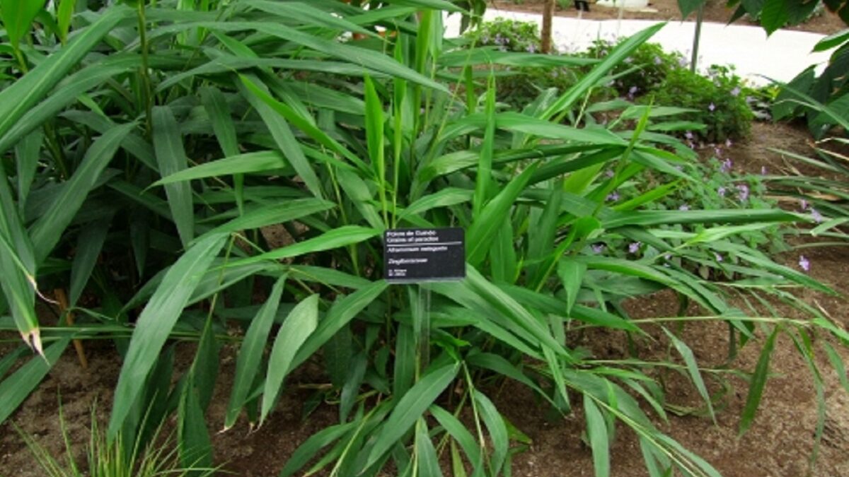 Grains of Paradise: tutto quello che volevi sapere sulla spezia nota ...