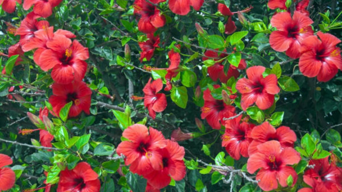 Ibisco, come coltivare in vaso o in giardino il fiore del karkadè ...