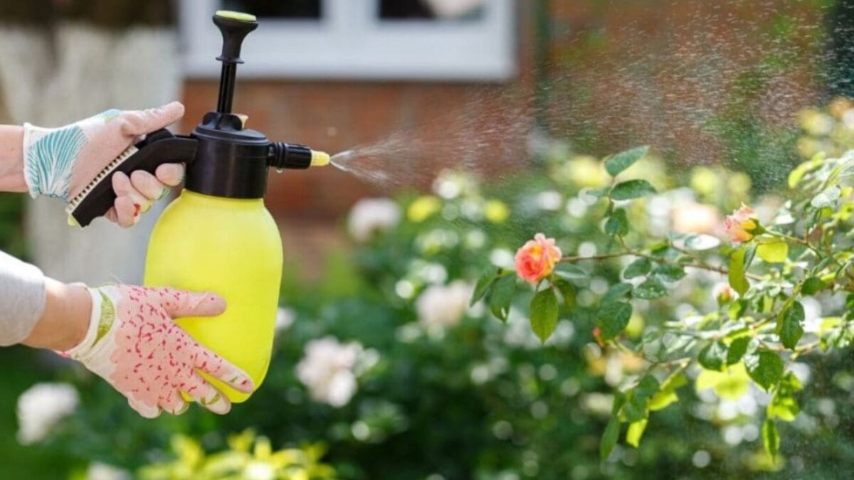 Un insetticida naturale che farà sparire afidi bruchi e lumache in un ...
