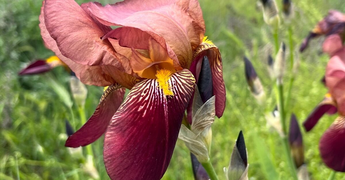 Iris e il loro simbolismo in base al colore: ecco cosa significa ...