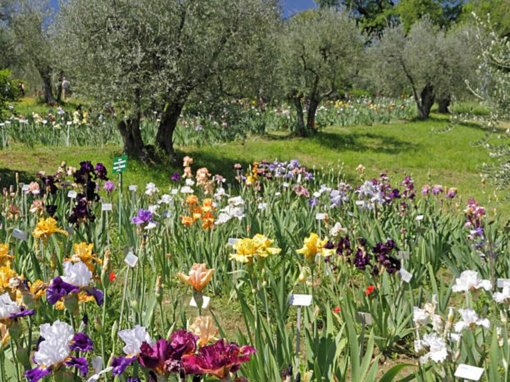 Iris e il loro simbolismo in base al colore: ecco cosa significa ...