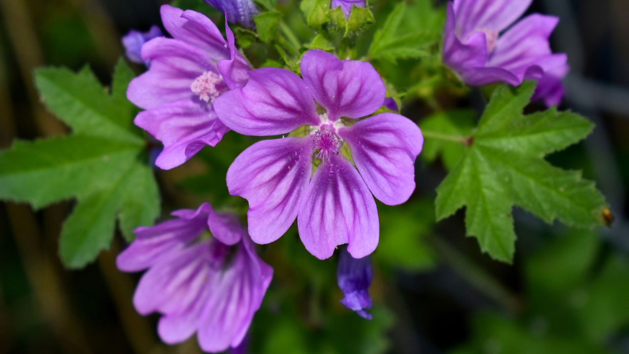 Malva selvatica, un tesoro per la nostra salute: ecco quali sono i suoi ...